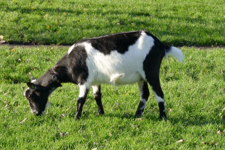 Geiten | Speelboerderij Elsenhove