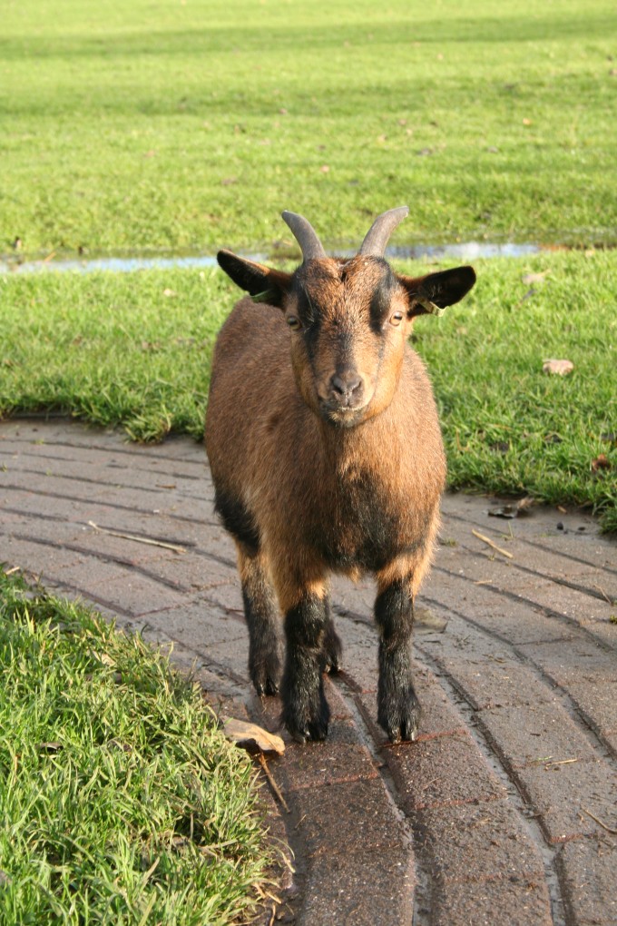 Geiten | Speelboerderij Elsenhove