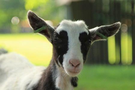 Bonte geit | Speelboerderij Elsenhove