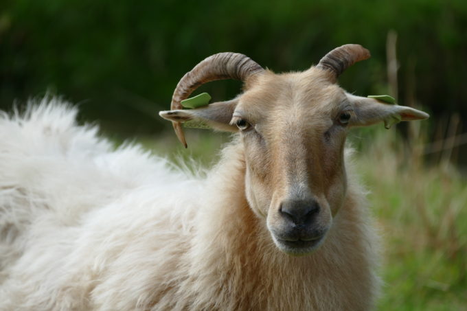Schapen | Speelboerderij Elsenhove